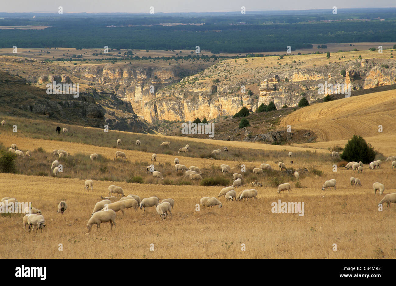 Sheeps in Gorges of Duraton river -Hoces del Río Duratón-, Segovia ...