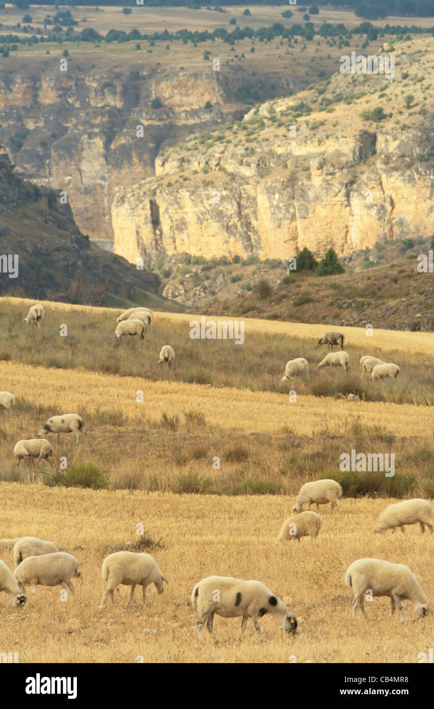 Sheeps in Gorges of Duraton river -Hoces del Río Duratón-, Segovia ...