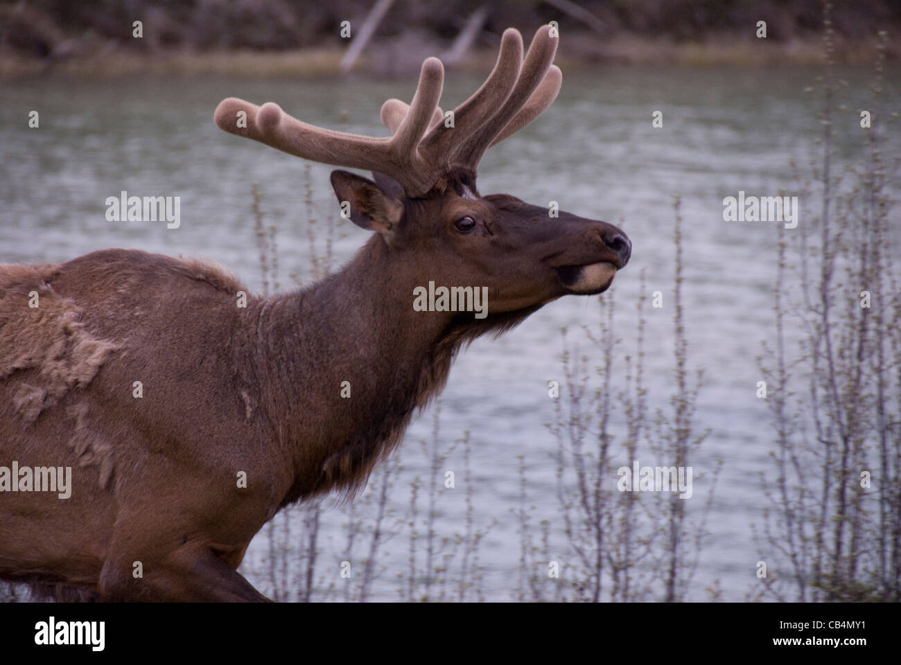 Elk jasper hi-res stock photography and images - Alamy