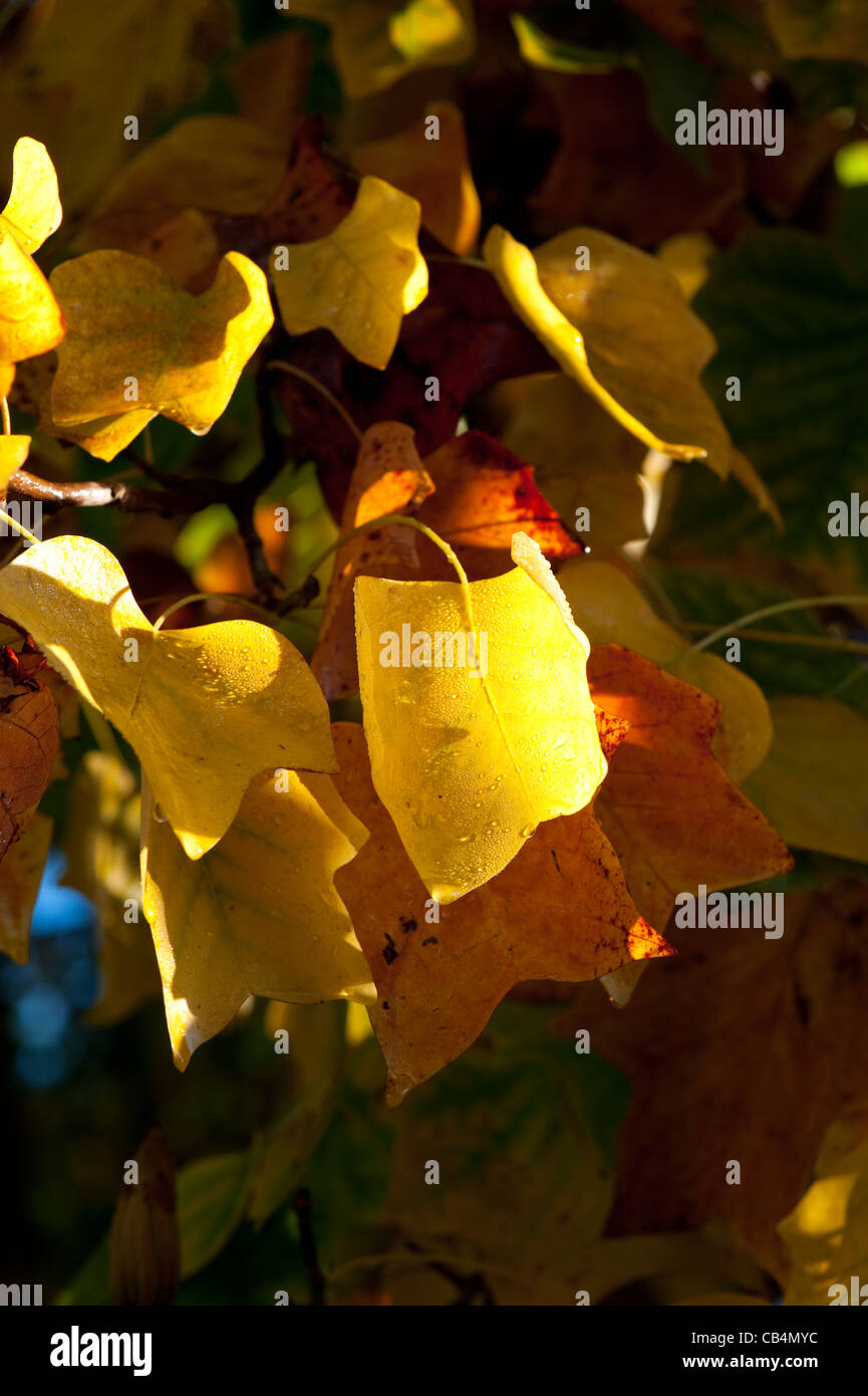Autumn leaves in sunshine Stock Photo - Alamy