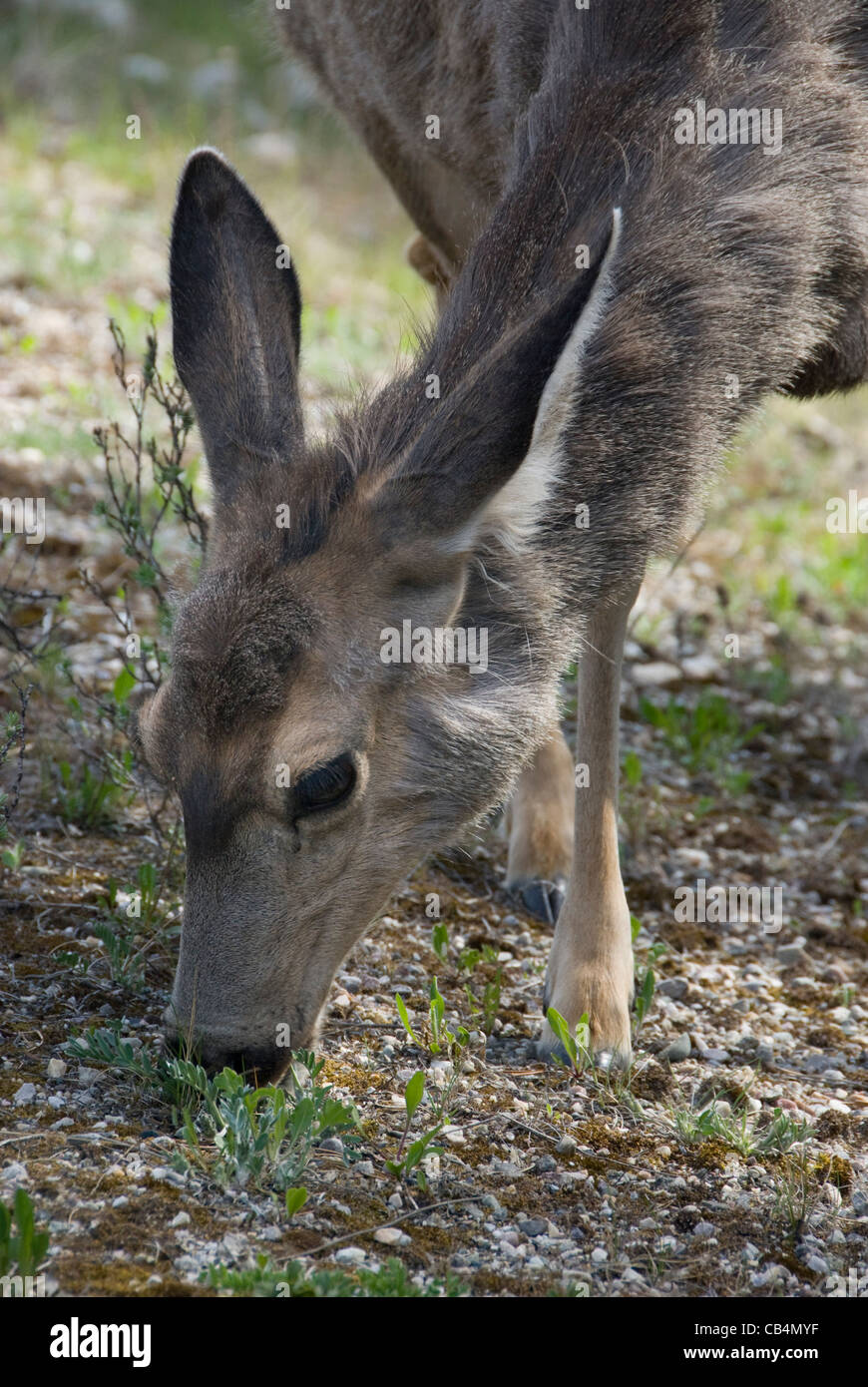 White tailed deer, Jasper, Alberta, Canada Stock Photo - Alamy