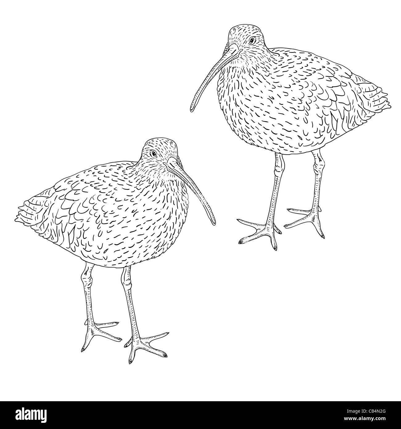 Flying curlew Black and White Stock Photos & Images - Alamy