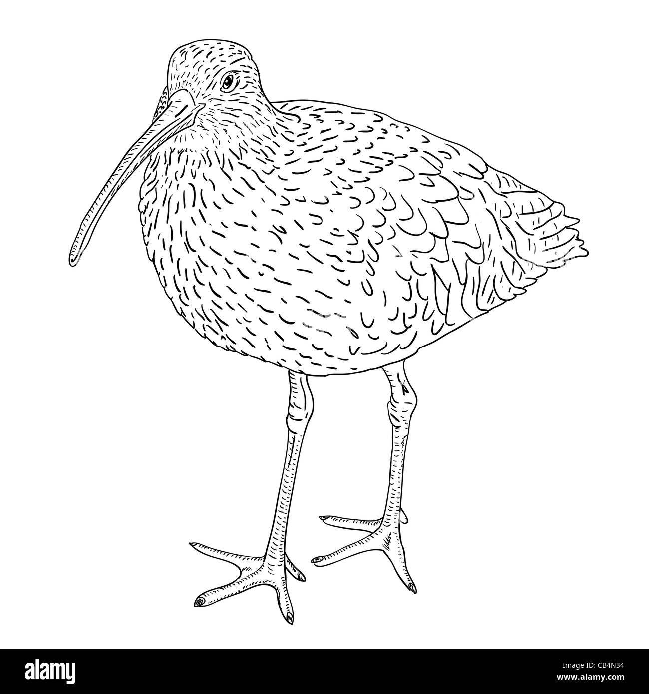 Flying curlew Black and White Stock Photos & Images - Alamy