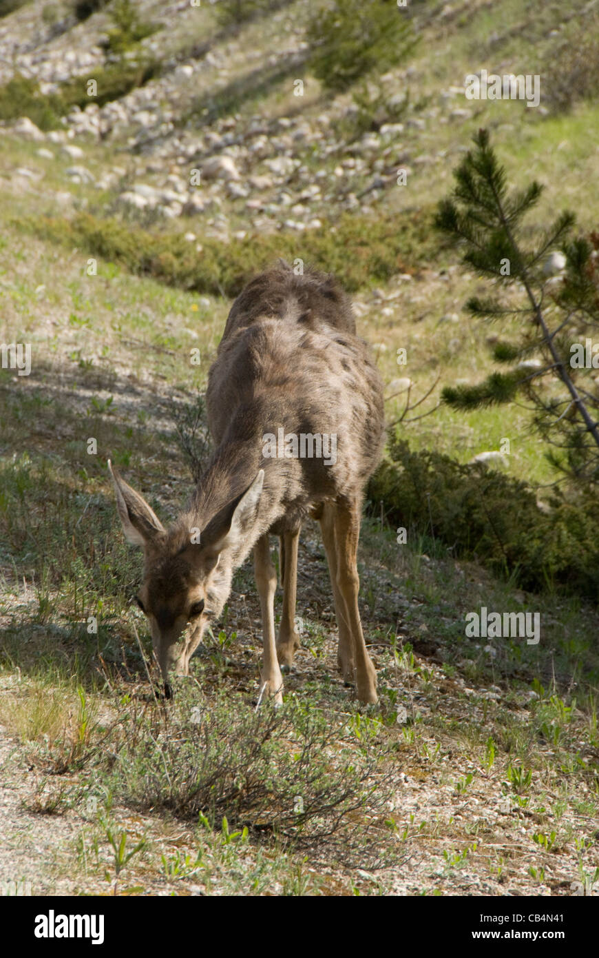 White tailed deer, Jasper, Alberta, Canada Stock Photo - Alamy