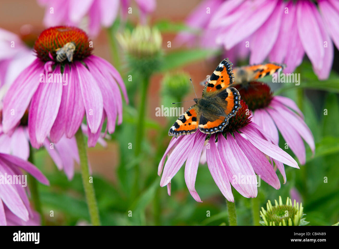Small Tortoise Butterfly (Aglais urticae), feeding on plant in garden ...