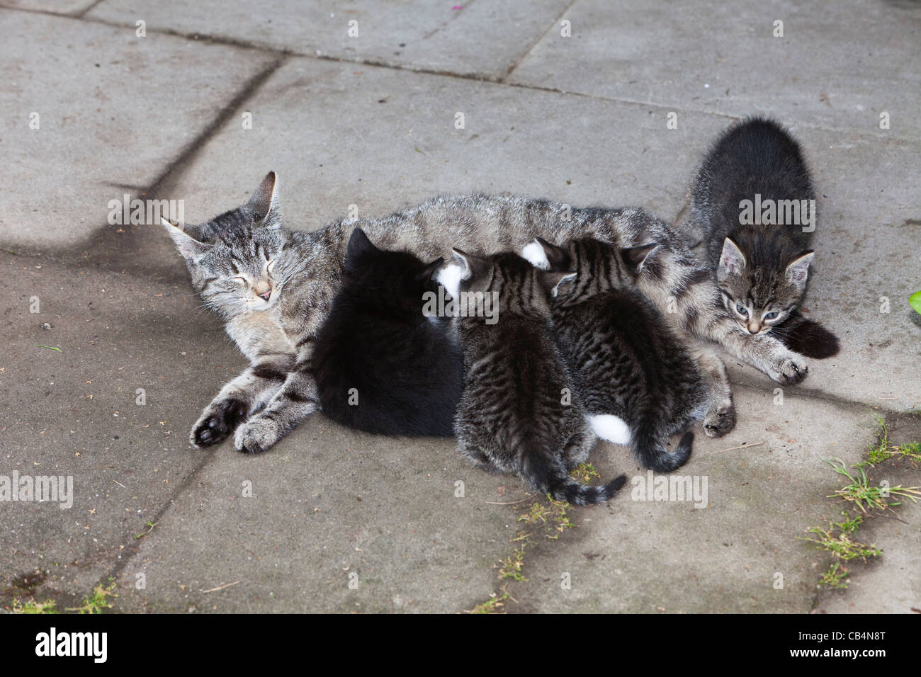 Cat kittens mother hi-res stock photography and images - Alamy