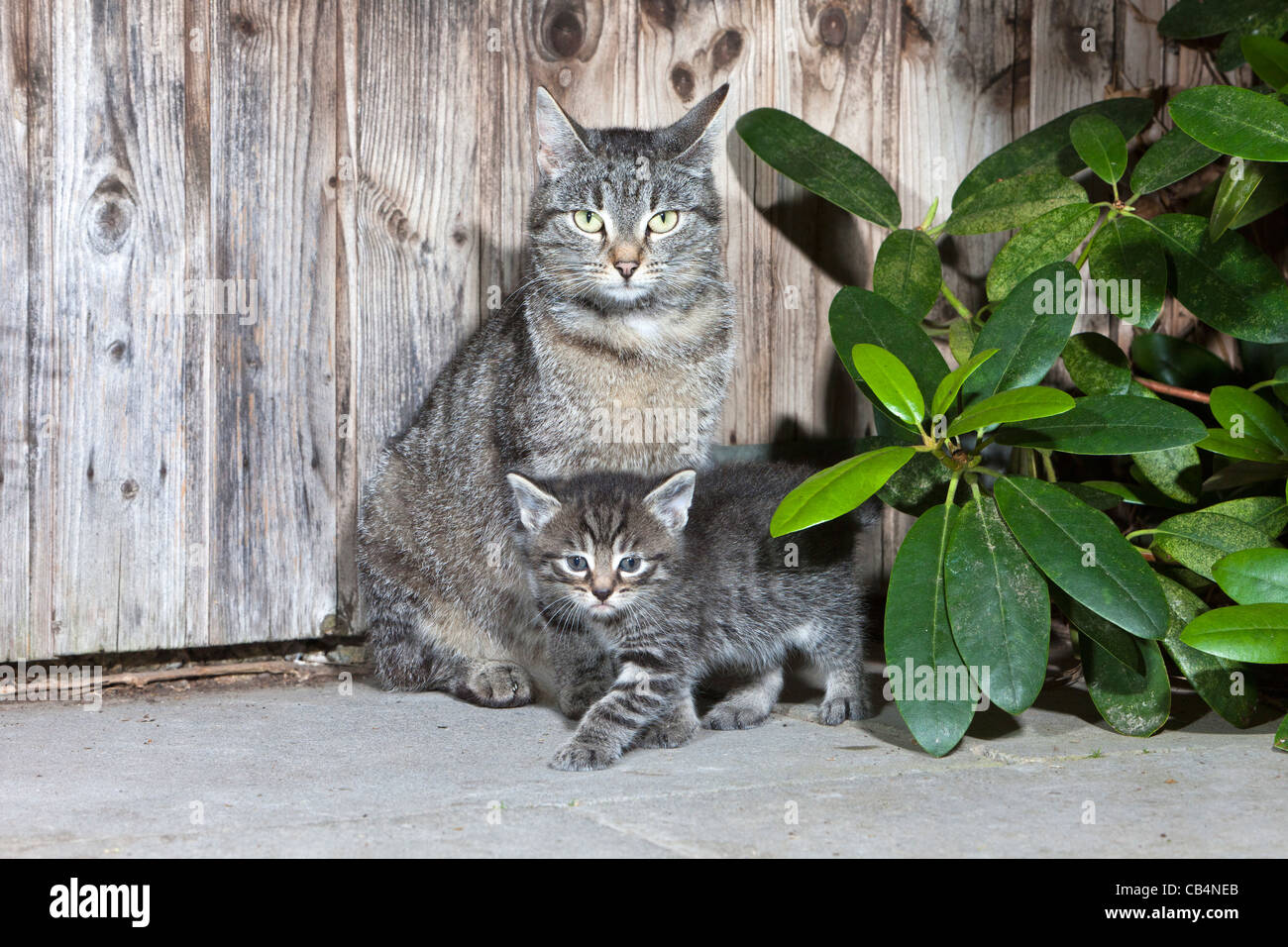 Cat with Kittens, in front of garden shed, Lower Saxony, Germany Stock ...