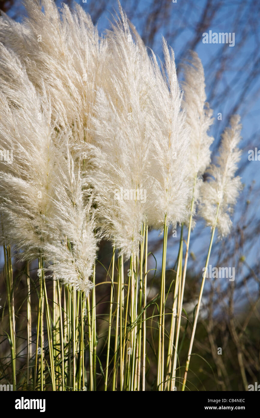 Pampas Grass against blue sky in summer garden Stock Photo - Alamy