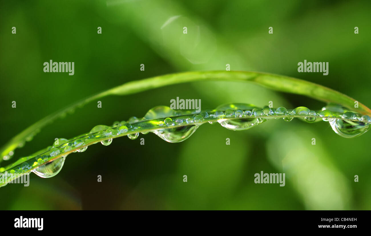 Grass waterdrops hi-res stock photography and images - Alamy