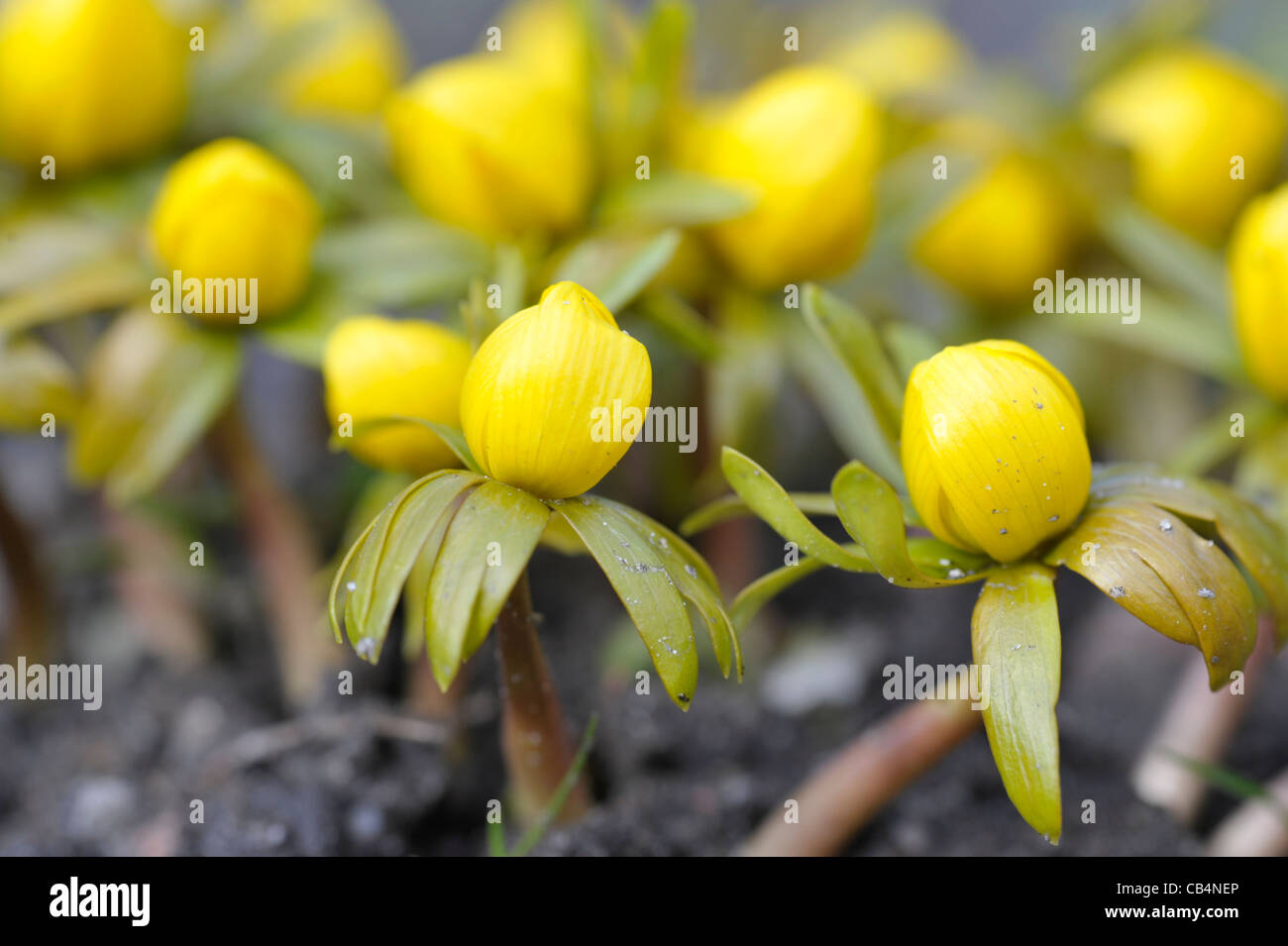 Wood aconite hi-res stock photography and images - Alamy