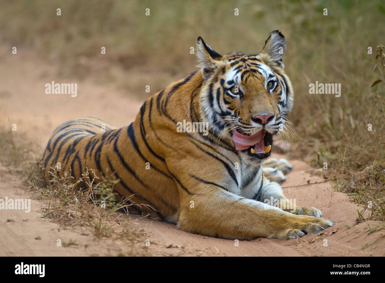 Wild bengal tiger in bandhavgarh national park Stock Photo - Alamy