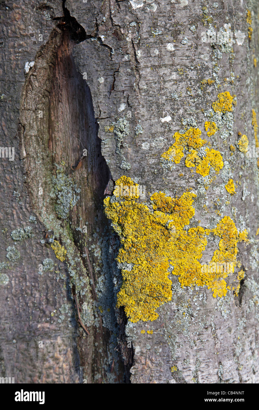 Lichen attached to tree trunk Stock Photo - Alamy