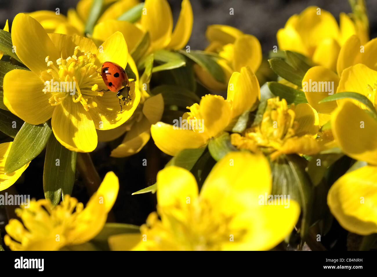 Ladybug winter hi-res stock photography and images - Alamy