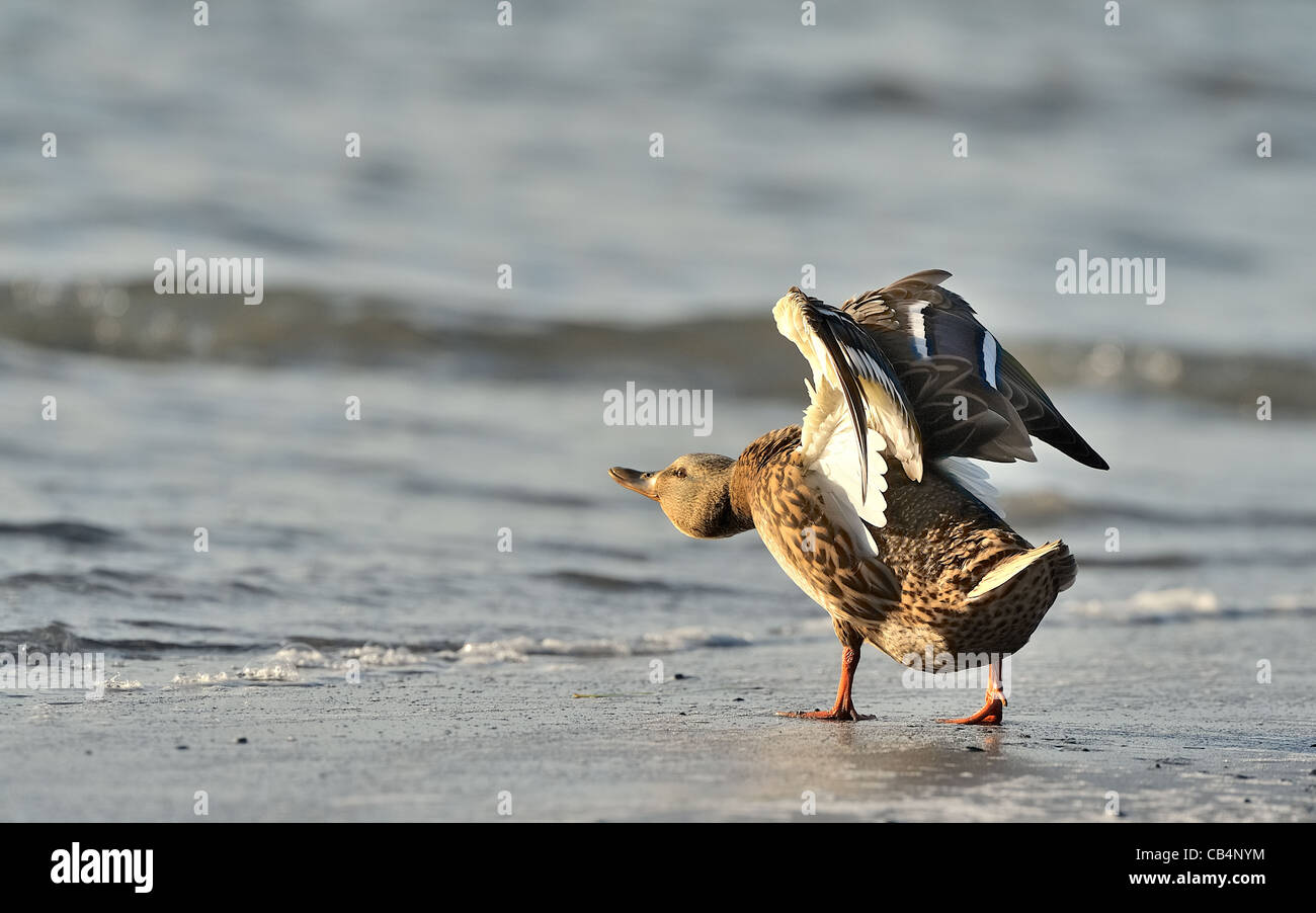 Duck stretch wing hi-res stock photography and images - Alamy