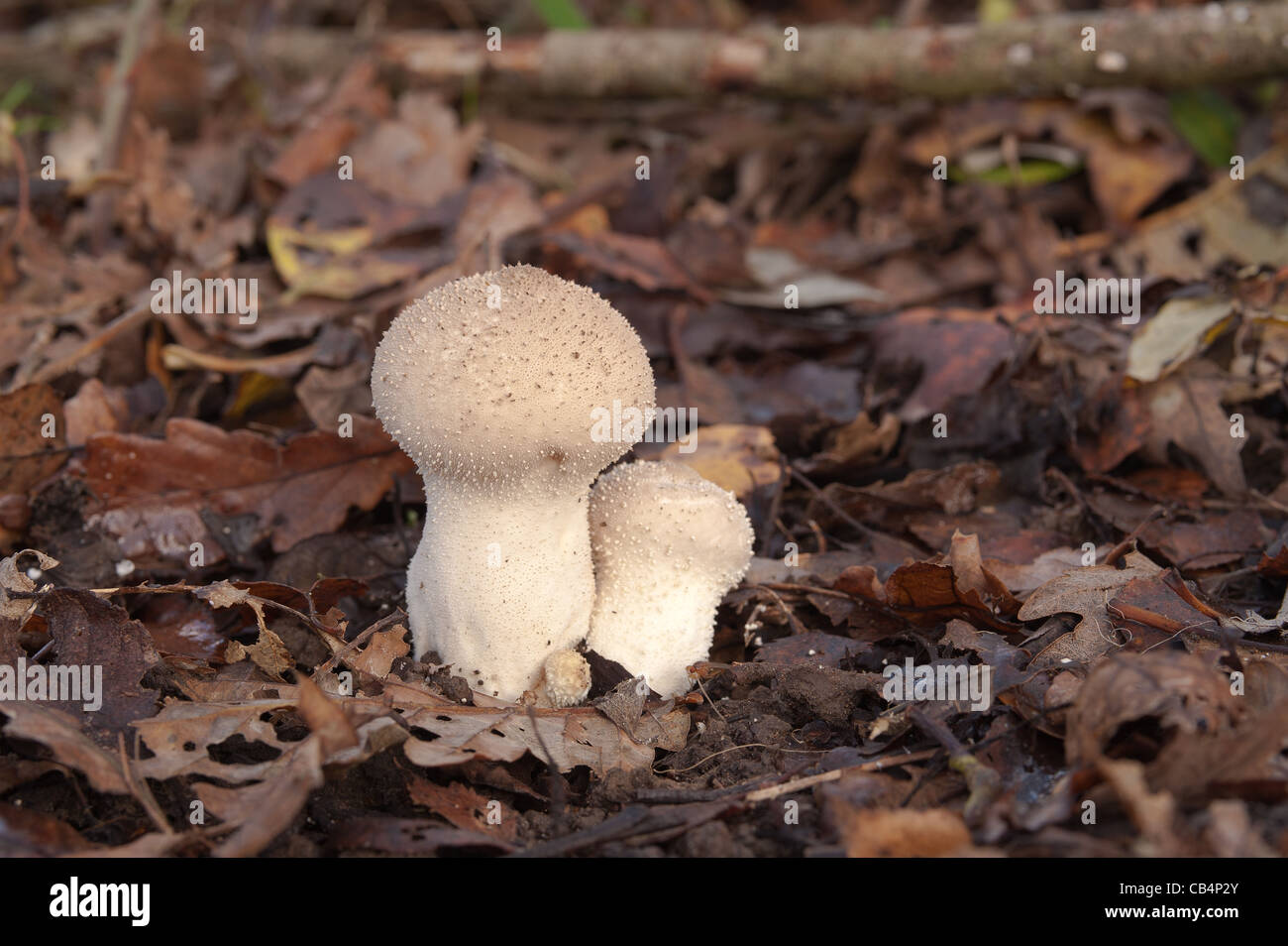 Tough and woody mushroom toadstool puff ball Lycoperdon beneath Quercus ...
