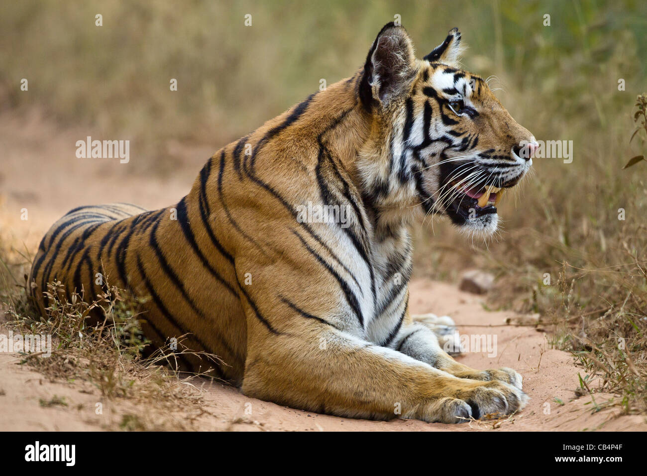 Bengal tiger in the wild hi-res stock photography and images - Alamy