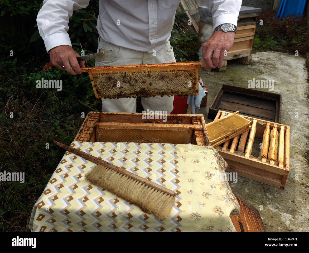 Bee keeper removing Frames from beehive collecting honey Stock Photo ...