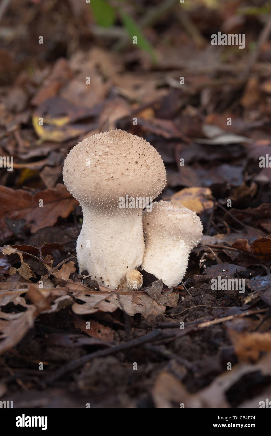 Ball mushroom exploding spores hi-res stock photography and images - Alamy