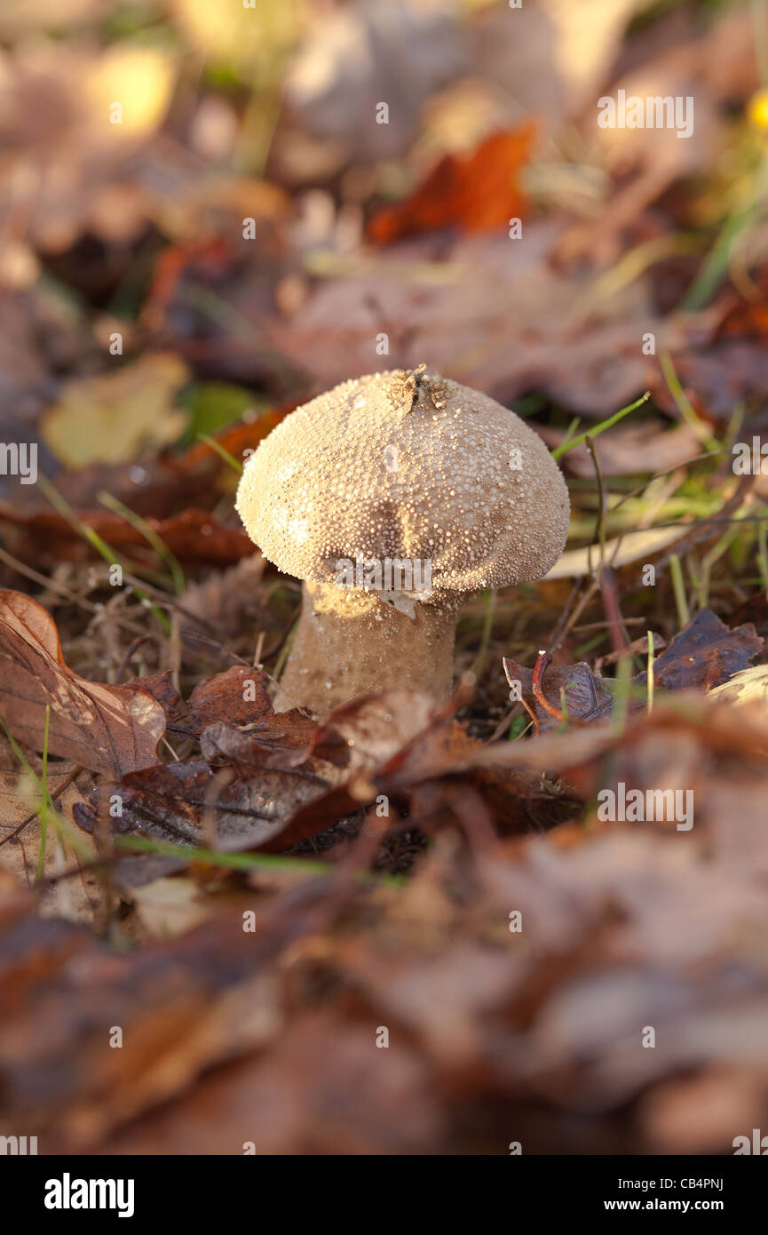 Ball mushroom exploding spores hi-res stock photography and images - Alamy