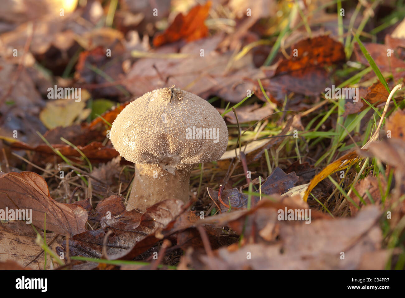 Woodland debris texture High Resolution Stock Photography and Images ...