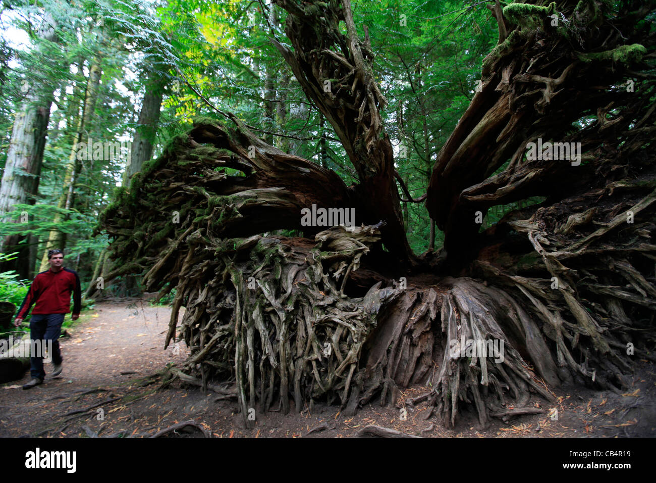 The famous Cathedral Grove on Vancouver Island in British Columbia ...
