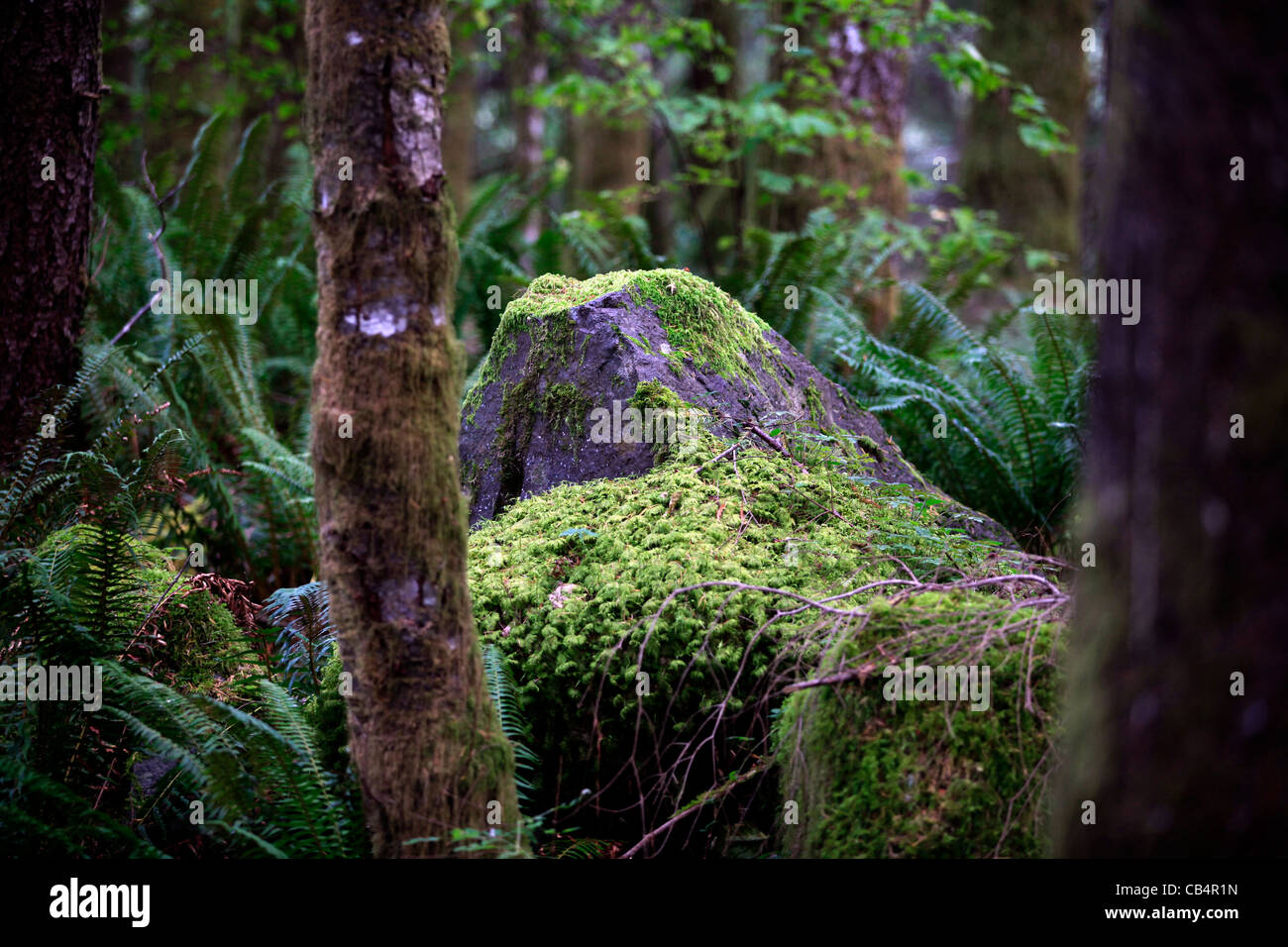 Moss trees in bc forest hi-res stock photography and images - Alamy