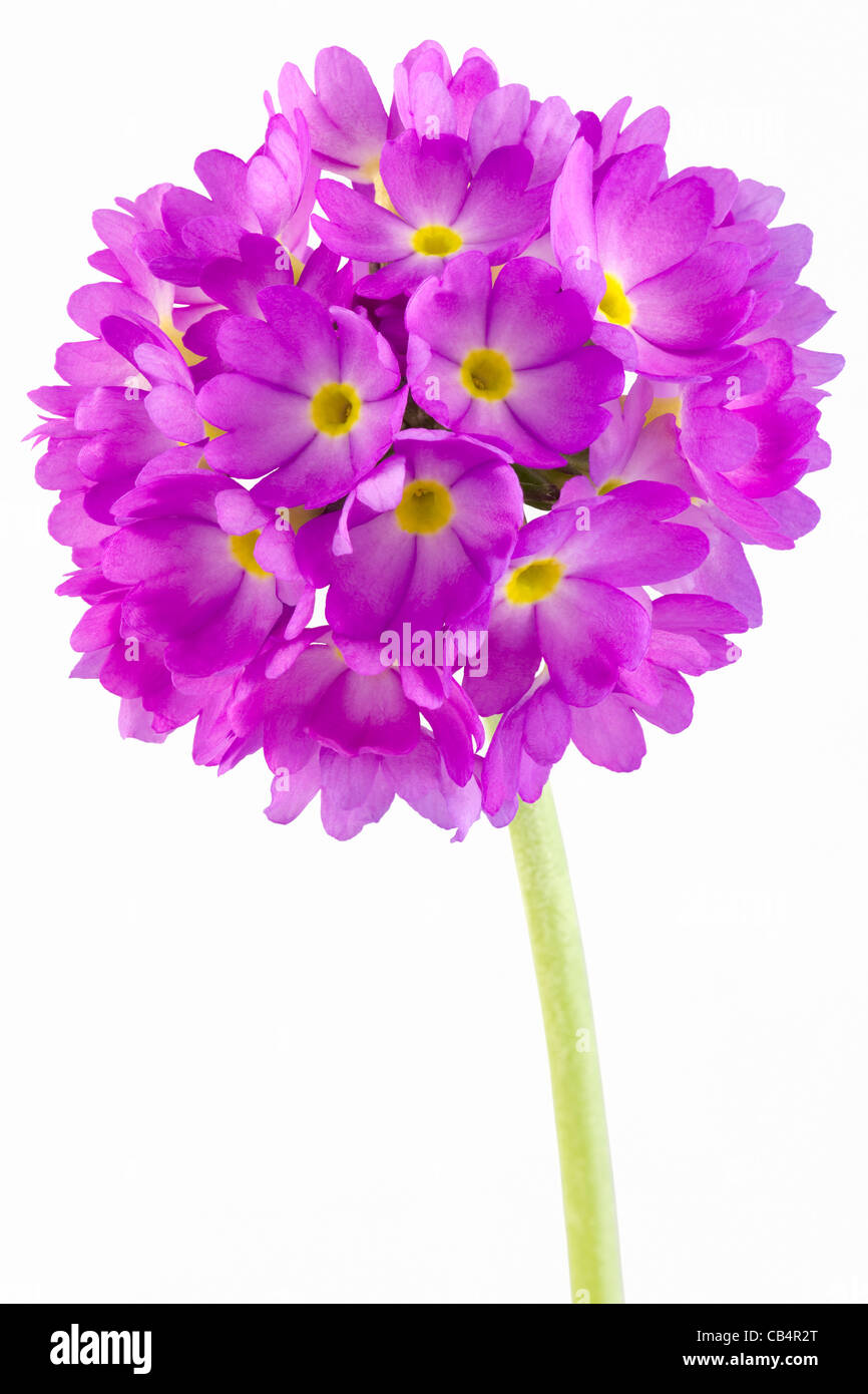 Primula hi-res stock photography and images - Alamy