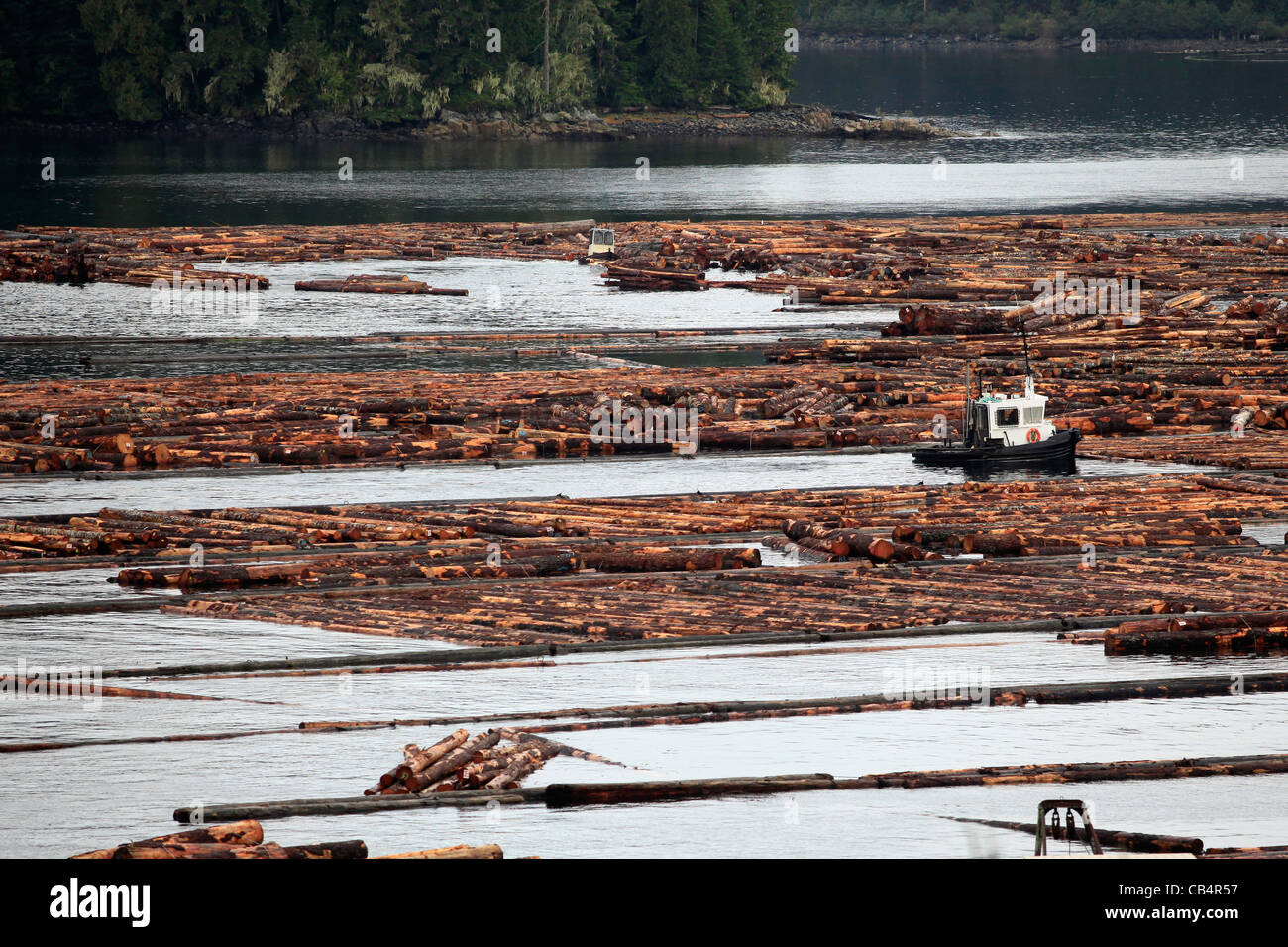 Logs float on the inlet near Telegraph Cove Stock Photo - Alamy