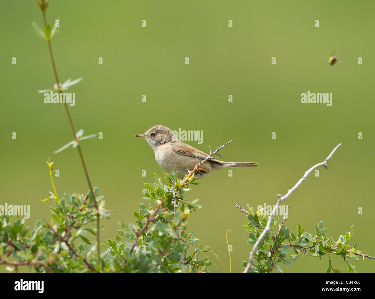 Spectacled Warbler Sylvia conspicillata Spectacled Warbler female ...