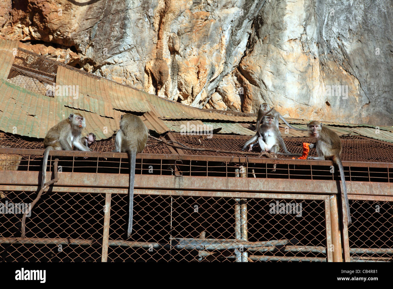 Temple monkeys eating fruit at Wat Tham Seua (Tiger Cave) temple Stock ...