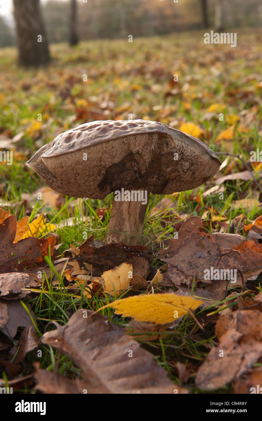 Underneath of Boletus mushroom with its spore structure to the gills ...