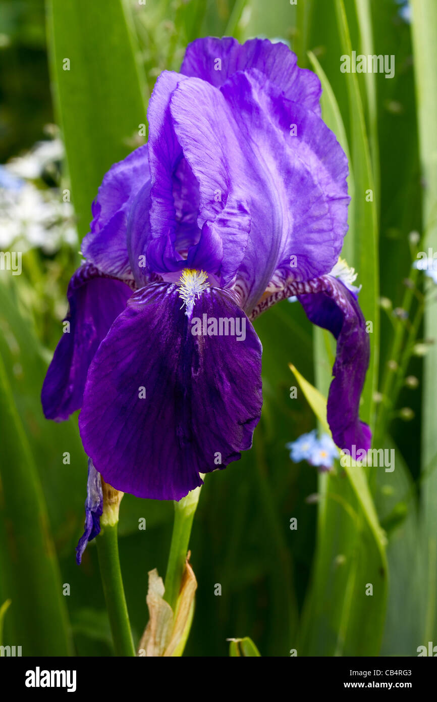 Cluster of iris hi-res stock photography and images - Alamy