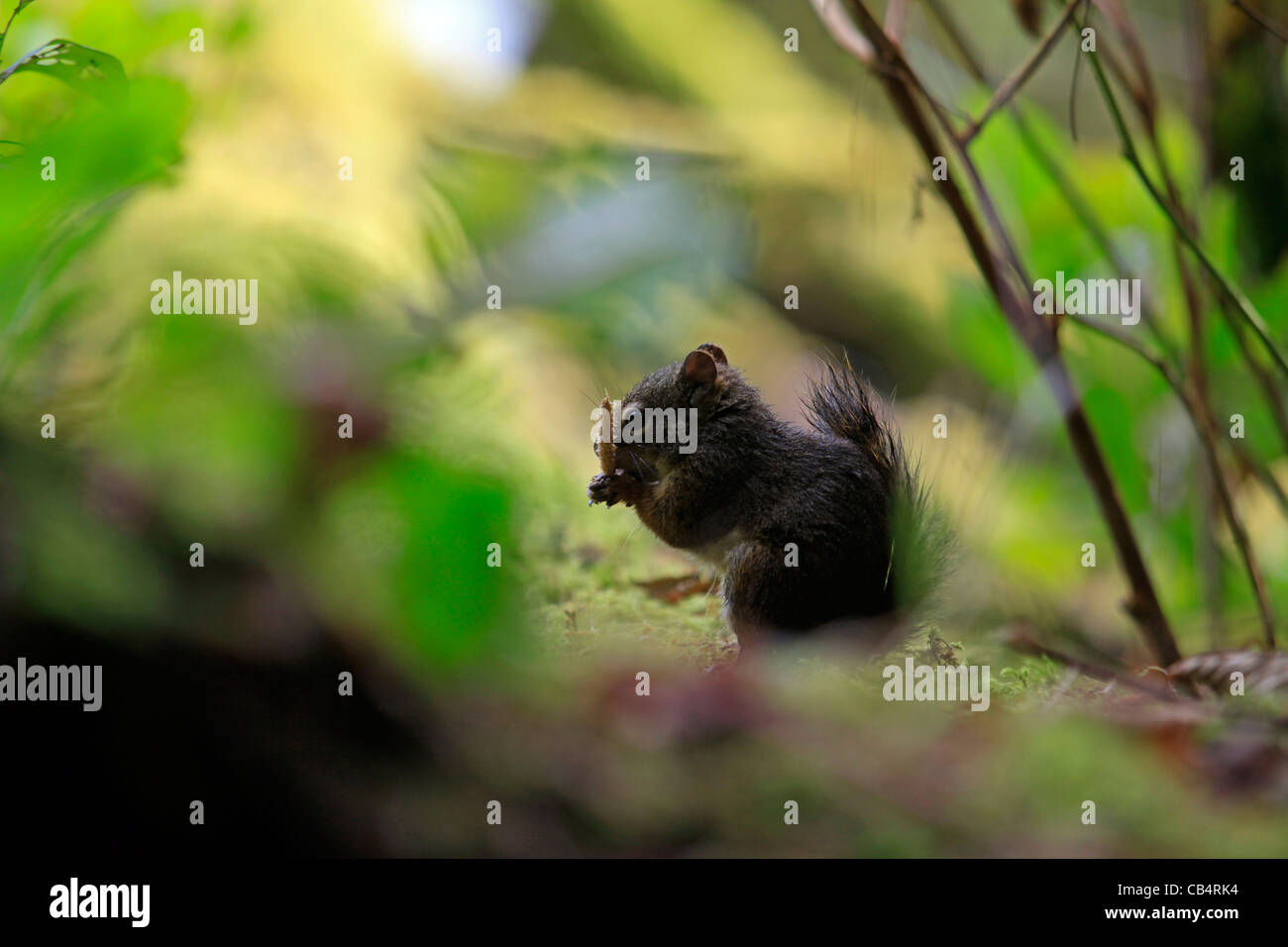 Vancouver Island squirrel Stock Photo - Alamy