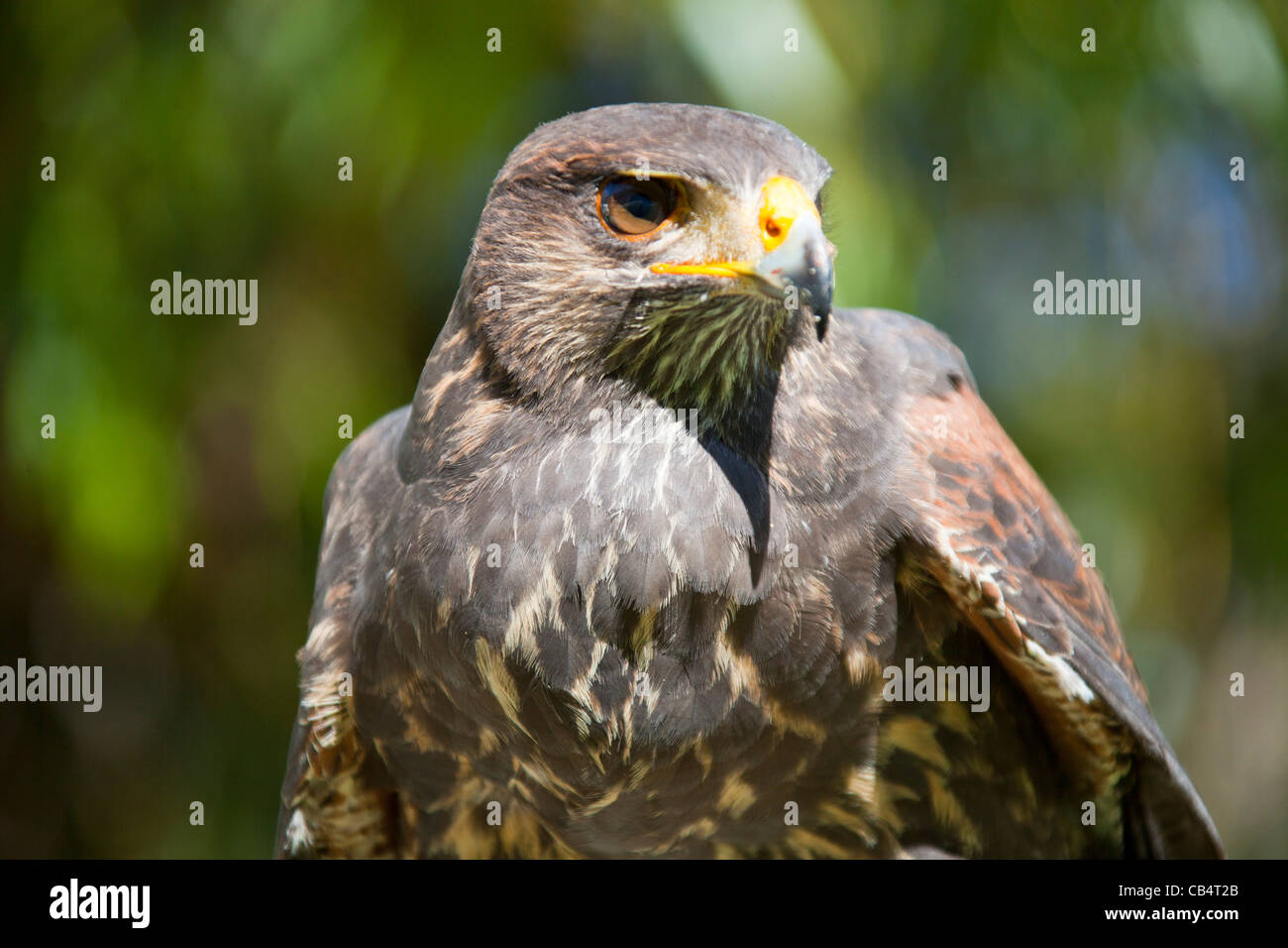 Harris's Hawk (Parabuteo unicinctus) bird of prey closeup head Stock ...