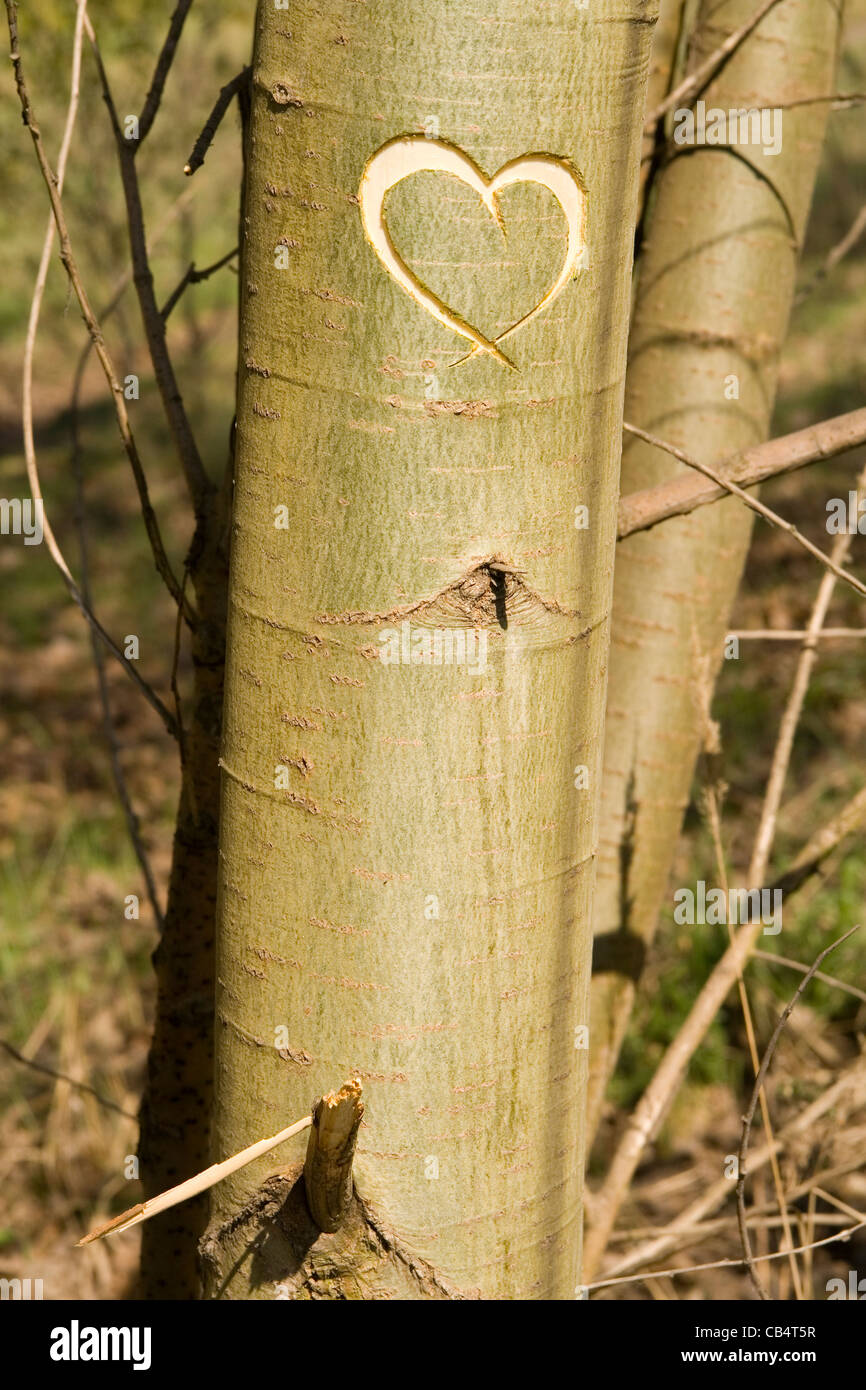 Cutting heart in tree Stock Photo - Alamy