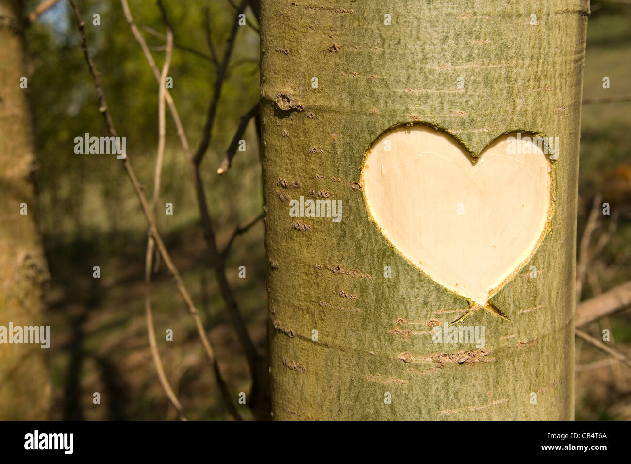Cutting heart in tree Stock Photo - Alamy
