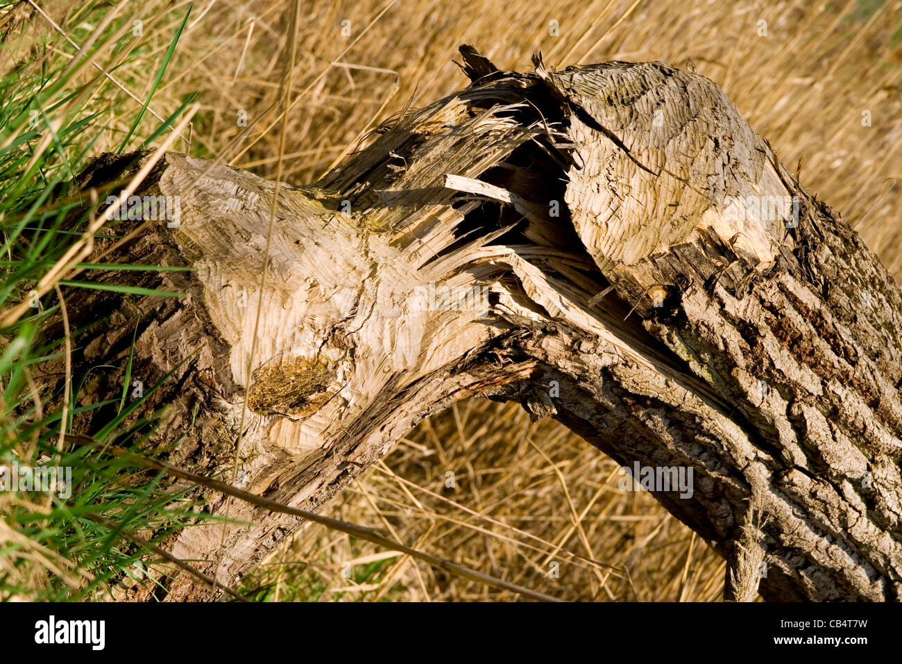 Cutting heart in tree Stock Photo - Alamy