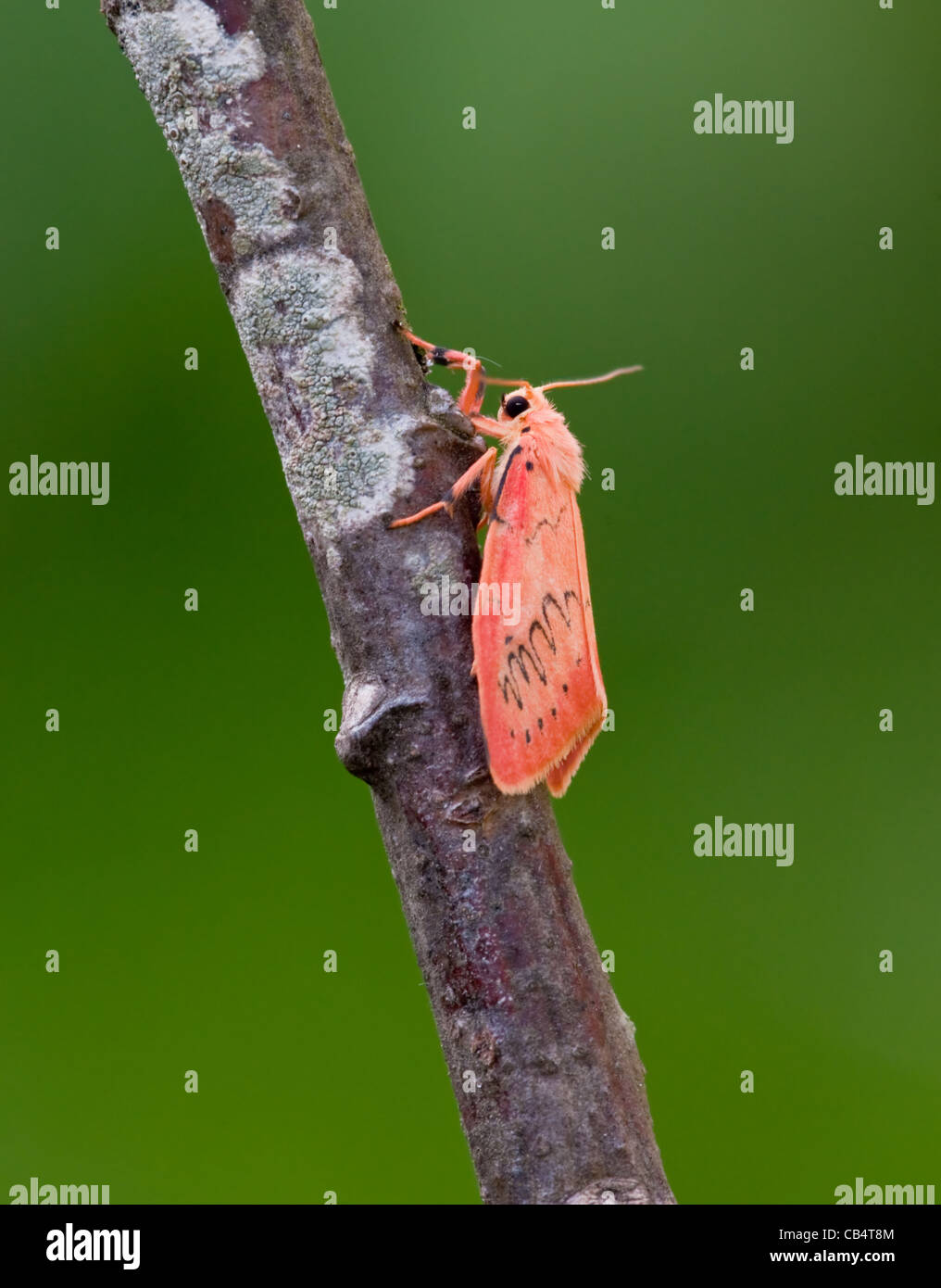 Footman moths hi-res stock photography and images - Alamy