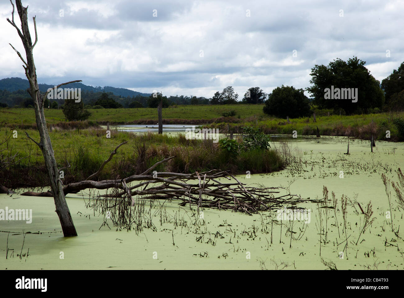 Mary river in Mary Valley - Queensland Australia Stock Photo - Alamy