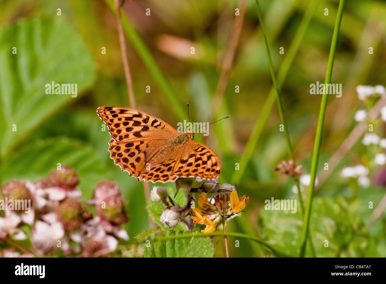 Silver washed fritillaries hi-res stock photography and images - Alamy