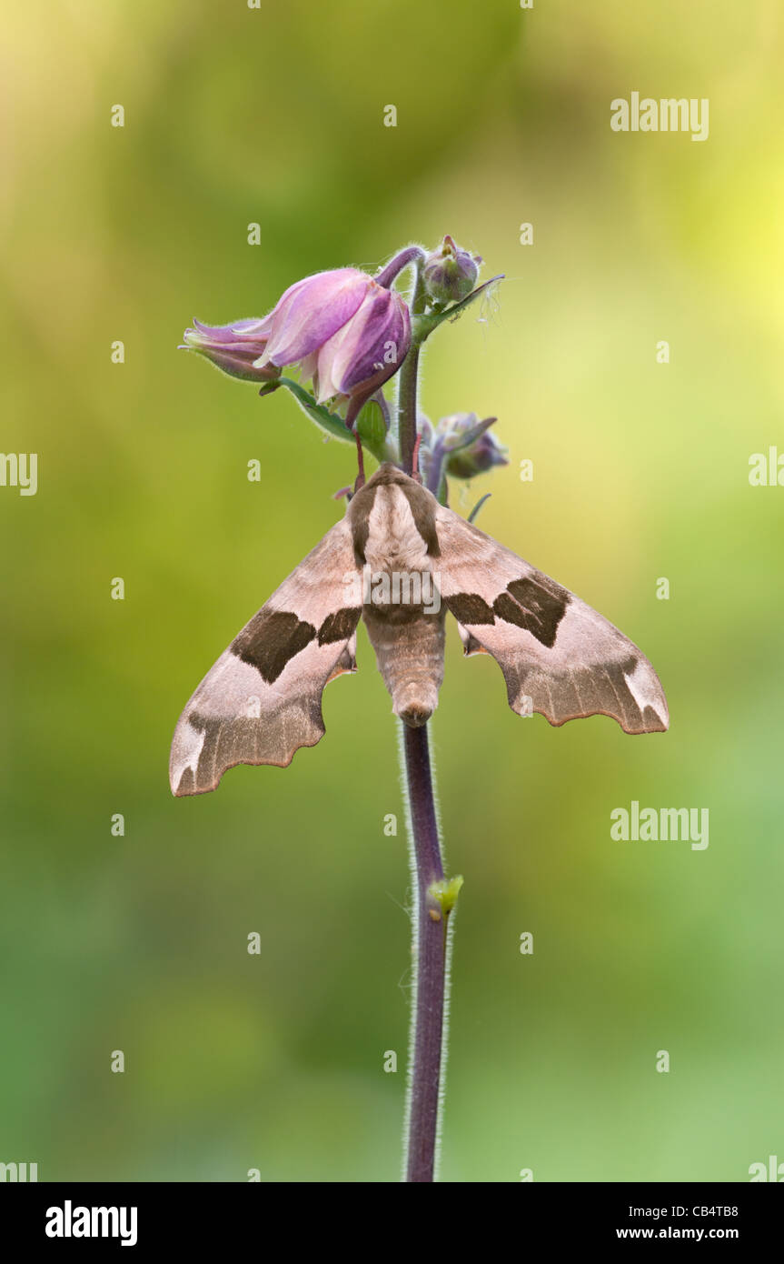 Lime hawk moth hi-res stock photography and images - Alamy