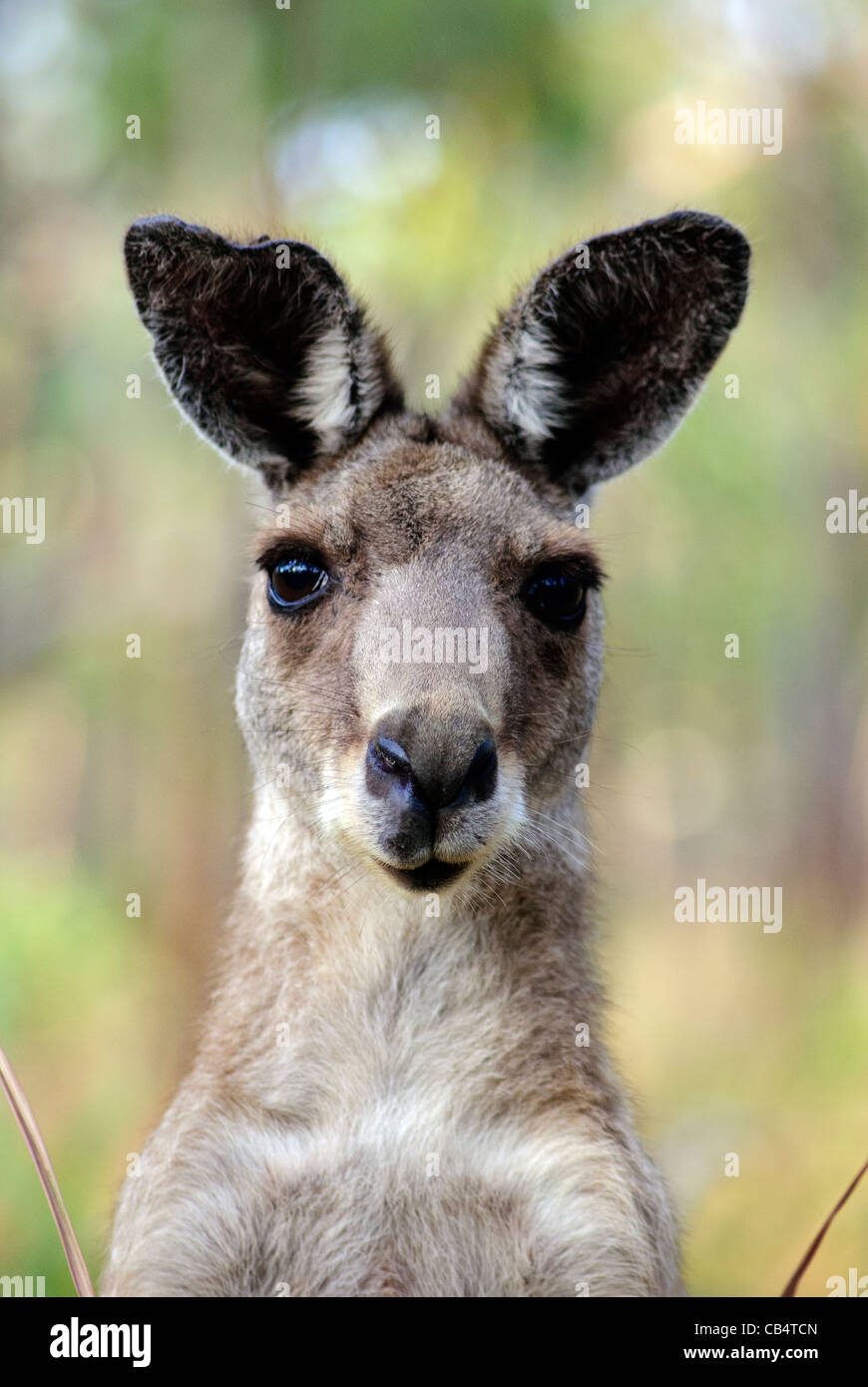 Undara Volcanic National Park High Resolution Stock Photography and ...