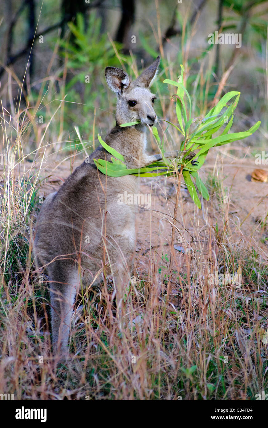 Undara volcanic national park hi-res stock photography and images - Alamy