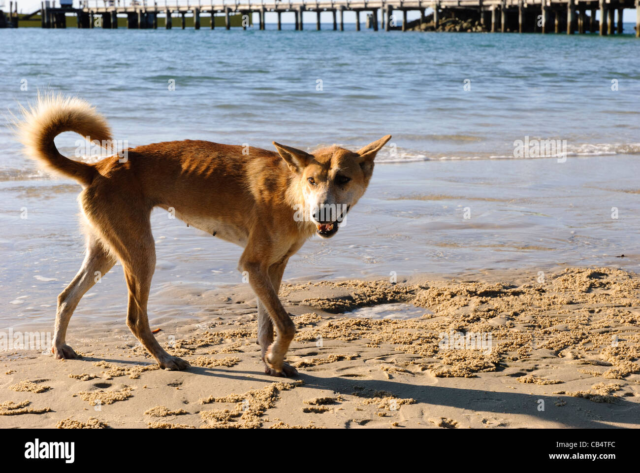 Canidae australian australia wildlife hi-res stock photography and ...