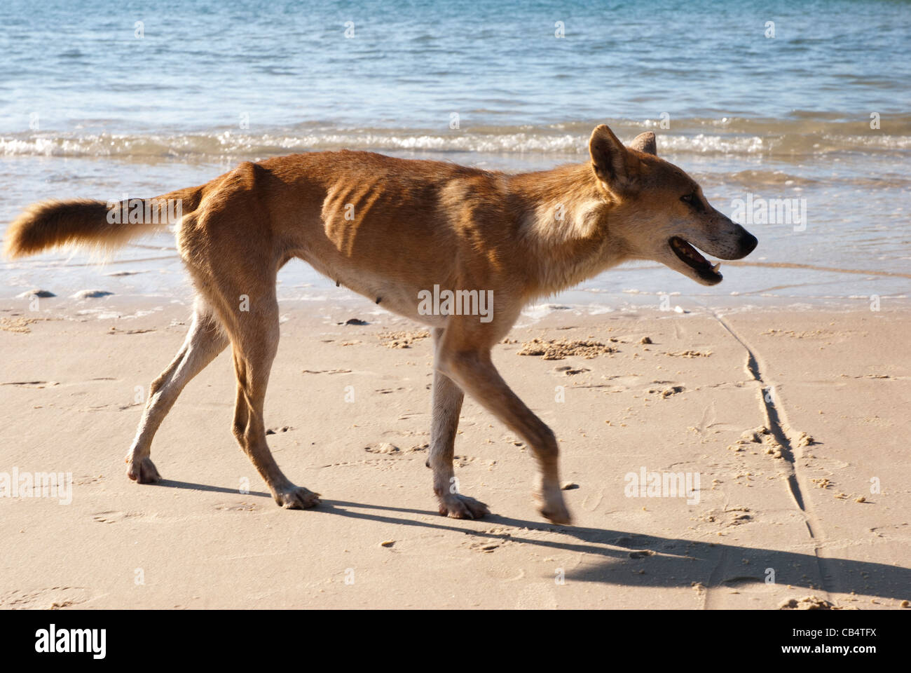 Dingo Australia High Resolution Stock Photography and Images - Alamy