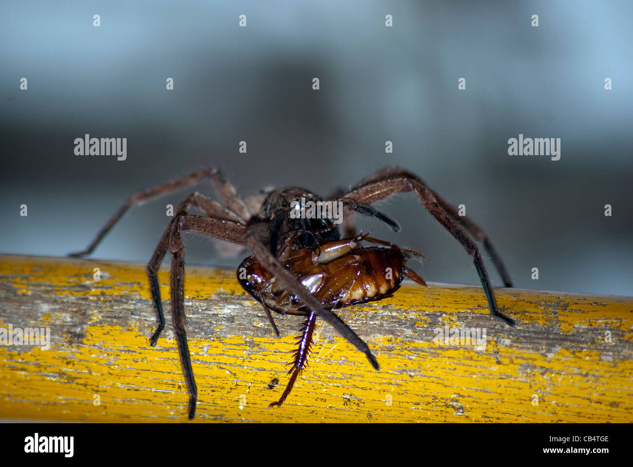 Huntman spider eating a cockroach - New South Wales, Australia Stock ...