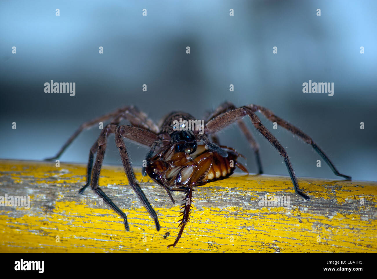 Huntman spider eating a cockroach - New South Wales, Australia Stock ...