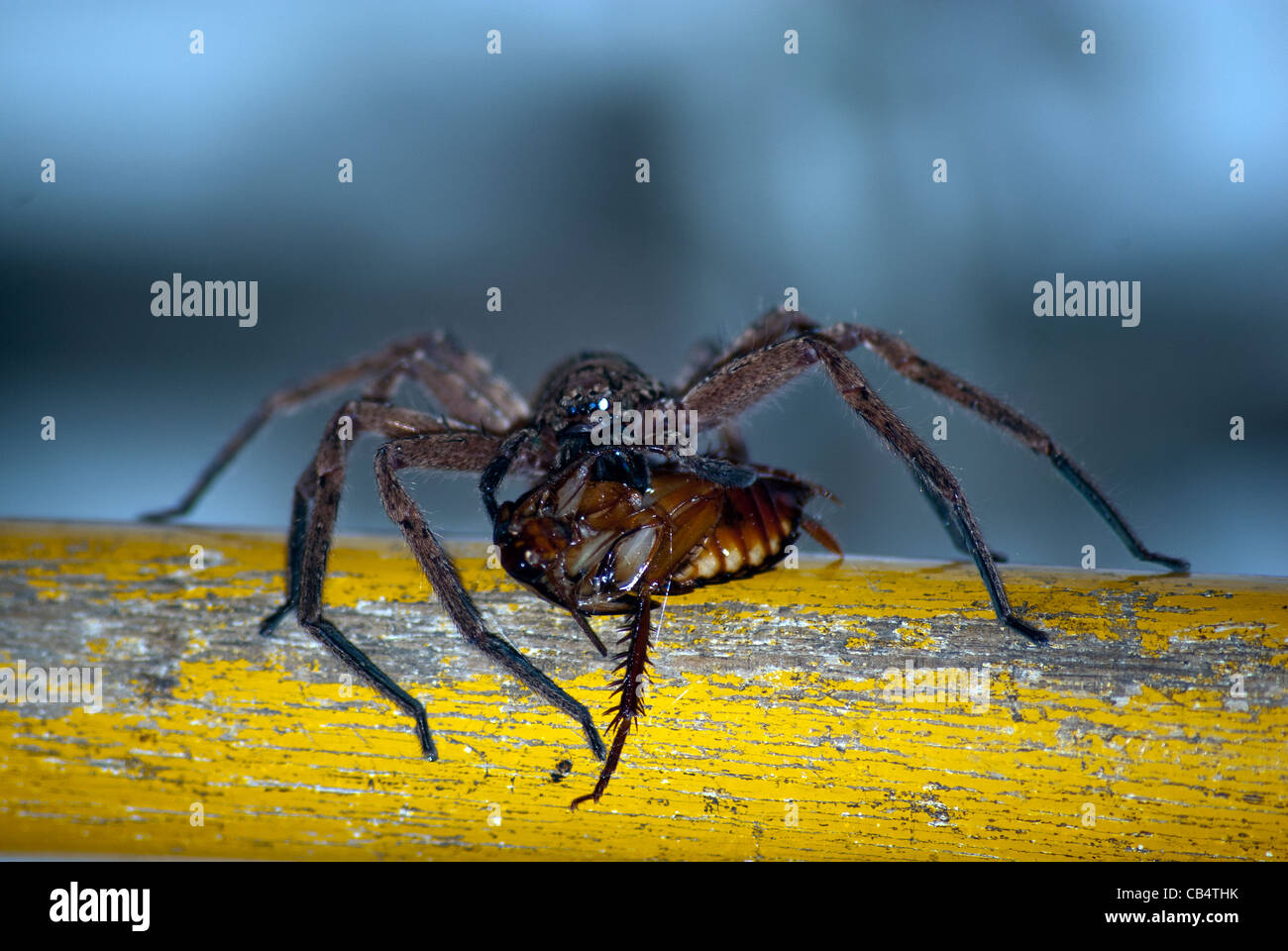 Huntman spider eating a cockroach - New South Wales, Australia Stock ...