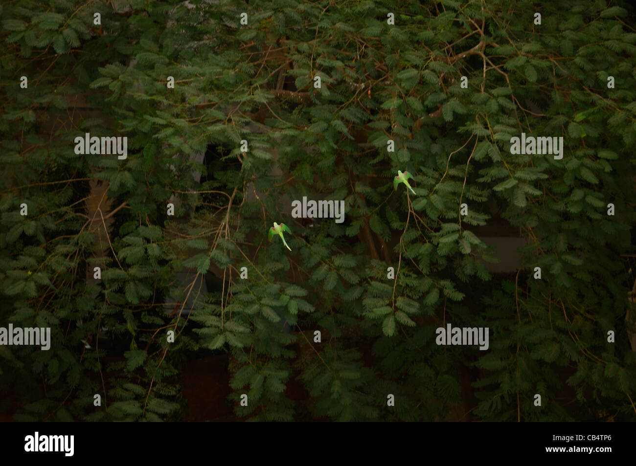 Canopy flight hi-res stock photography and images - Alamy