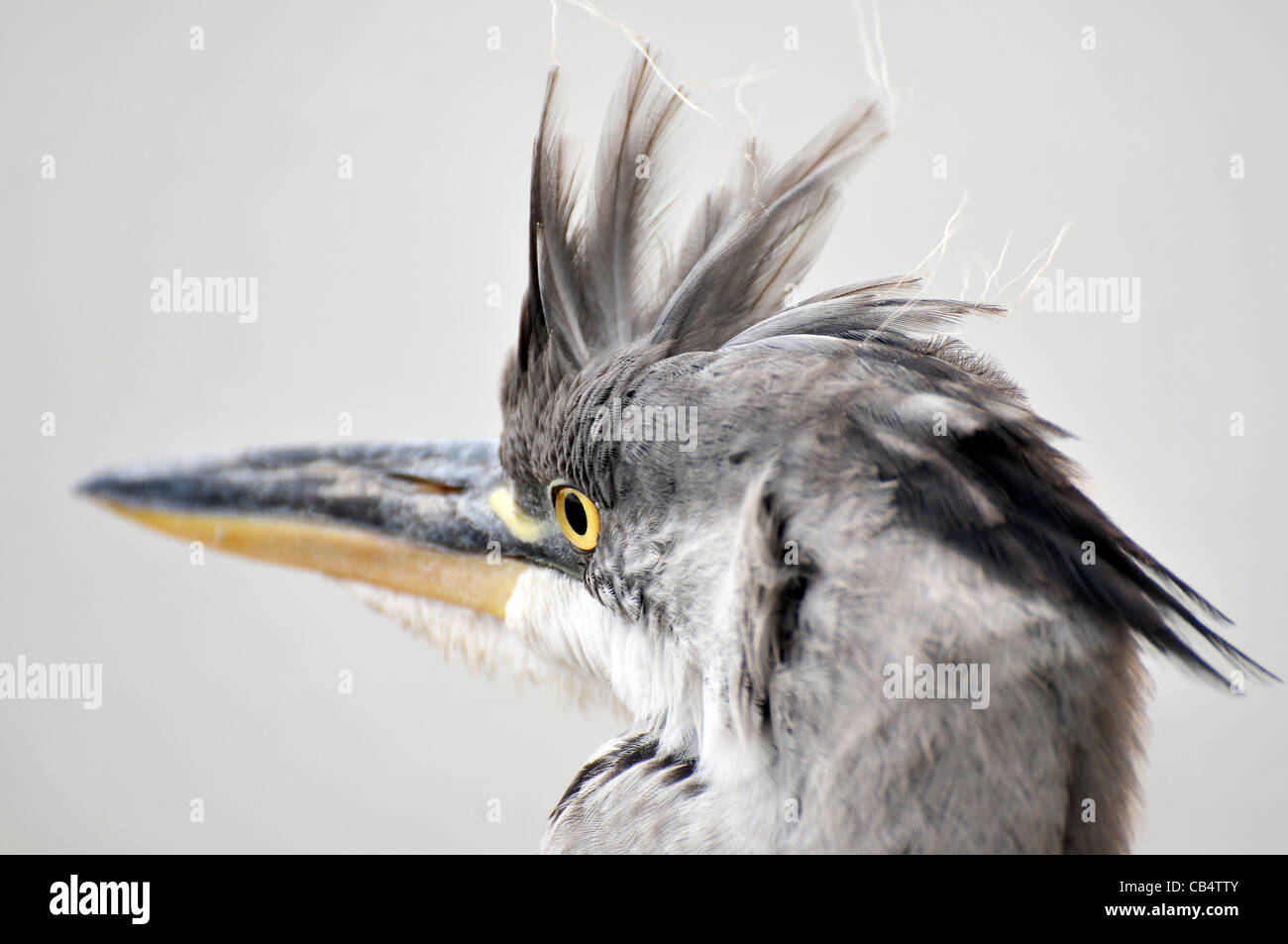 Heron from behind hi-res stock photography and images - Alamy